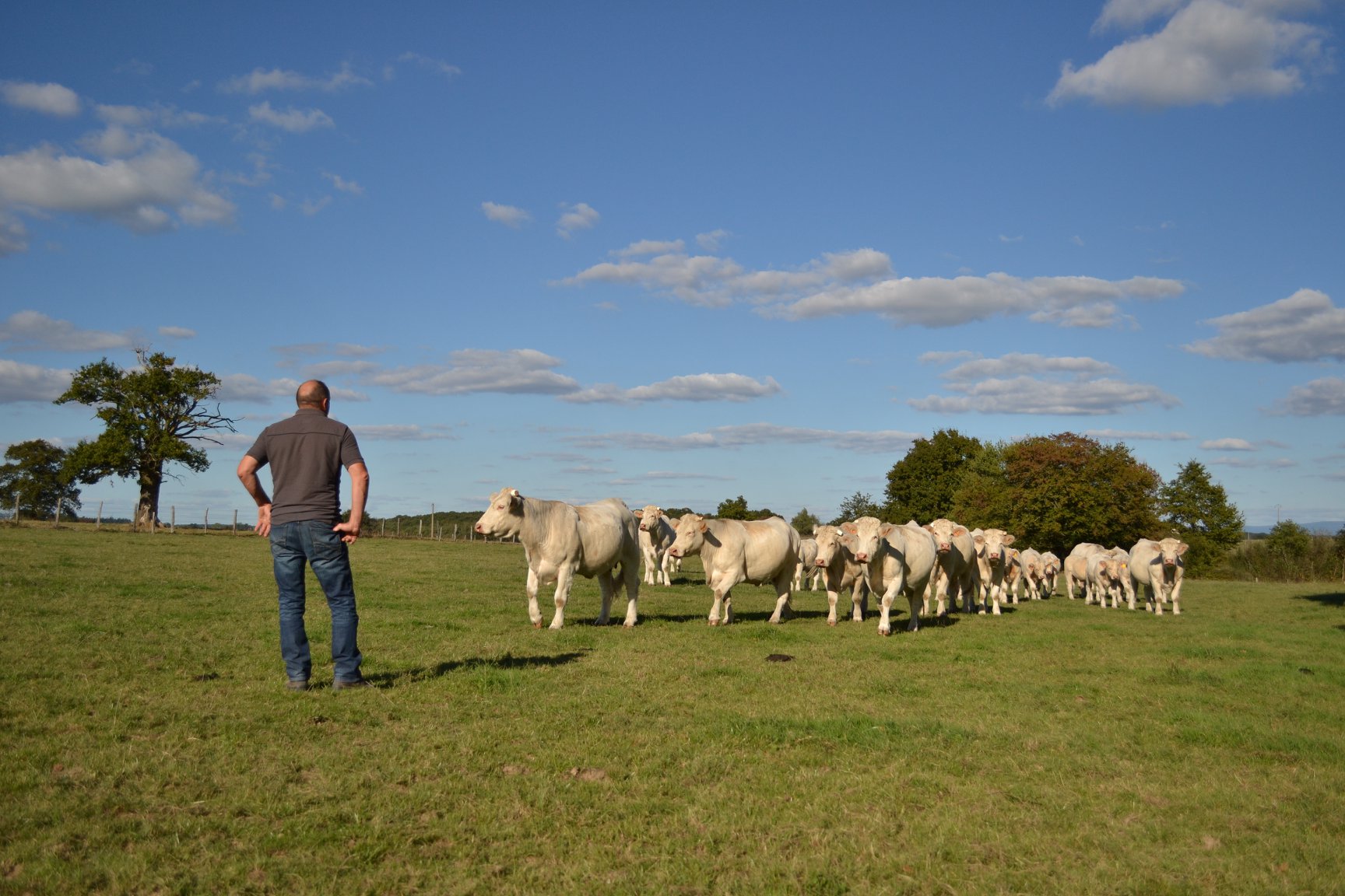 ELEVAGE RENIER SCEA DE LA BAUME – La Belle Nièvre