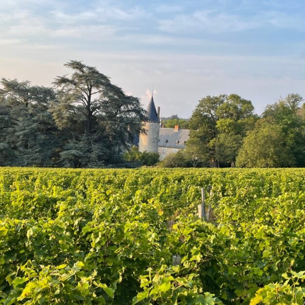 DOMAINE DU PUITS DE COMPOSTELLE – La Belle Nièvre